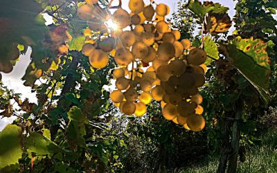 weingut meierer – riesling | mosel | wine